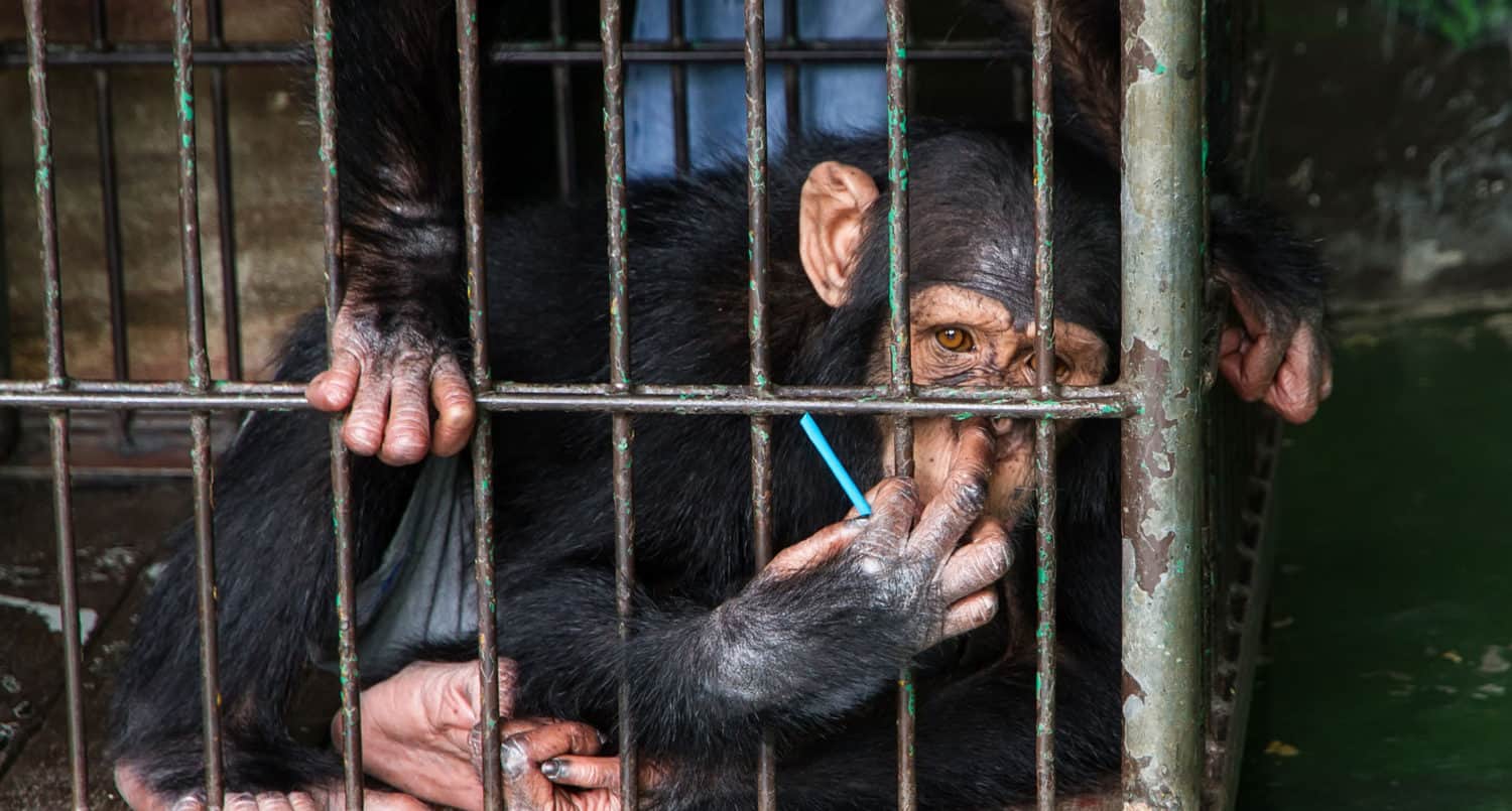 Chappy & Friends: Bringing Focus to Your Animal Welfare Project