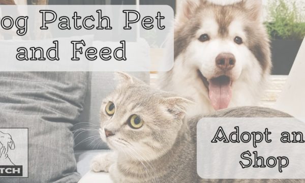 Projects Archive - Chappy & Friends