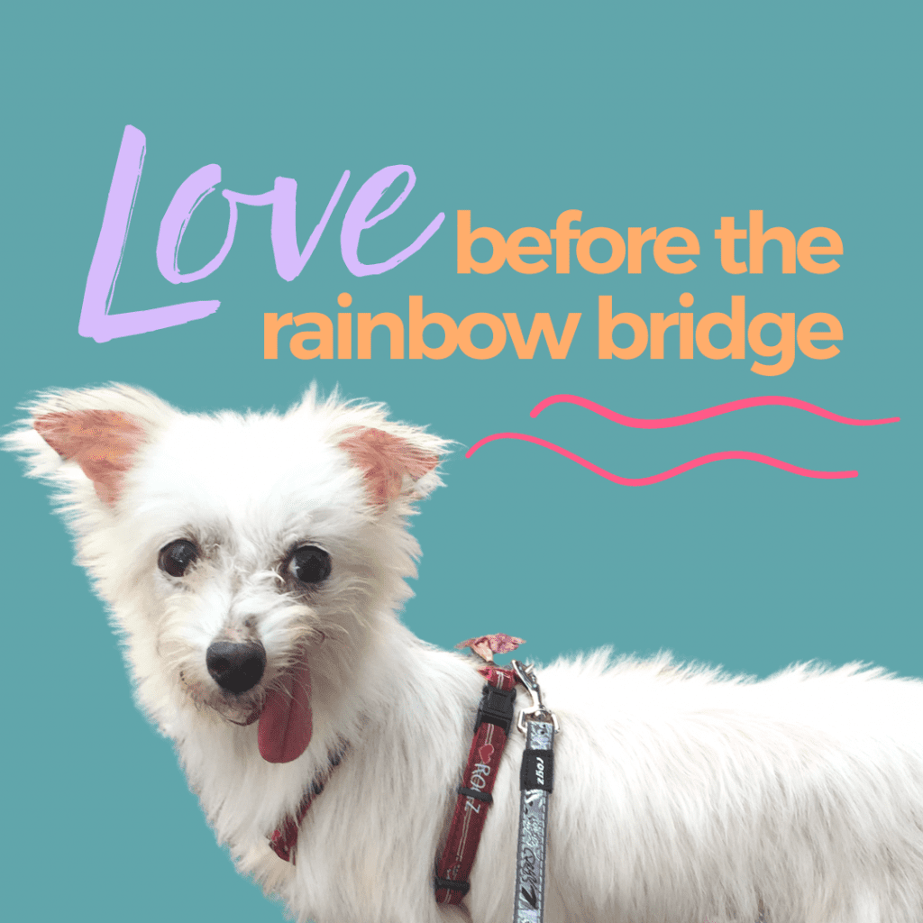 Love Before the Rainbow Bridge - Chappy & Friends