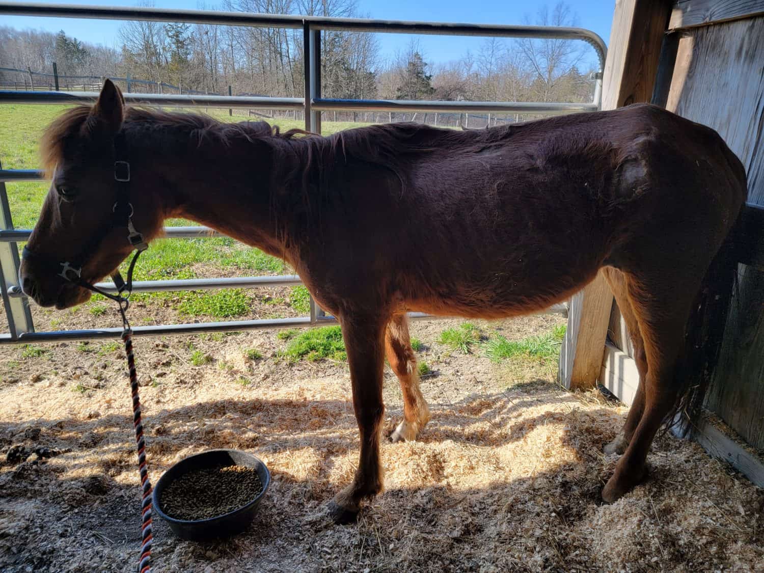 Pony Up Rescue Collective - Chappy & Friends