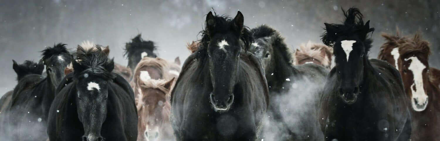 News - Chappy & Friends