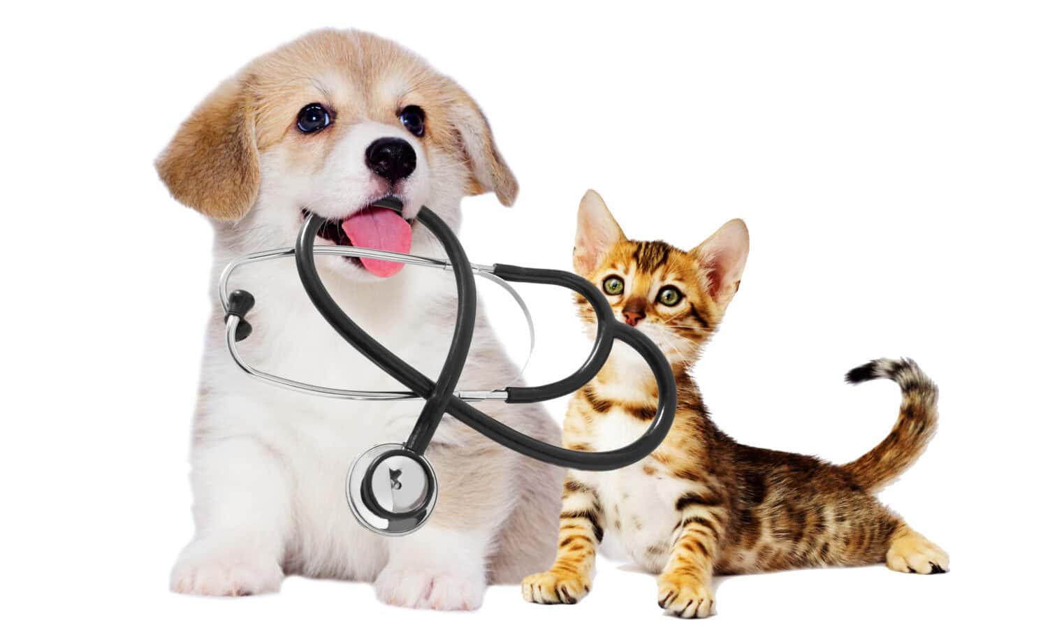 Chappy & Friends' Animal Hospital Program - Chappy & Friends